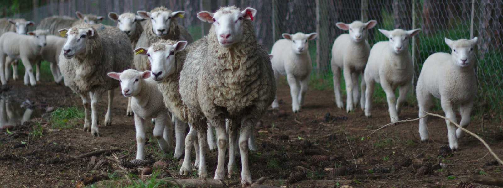 How many of each animal did Noah take on the ark?